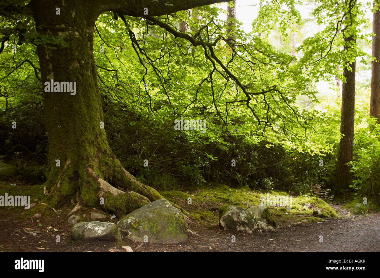 Bright green leaves in Killarney National Park, Ireland Stock Photo - Alamy