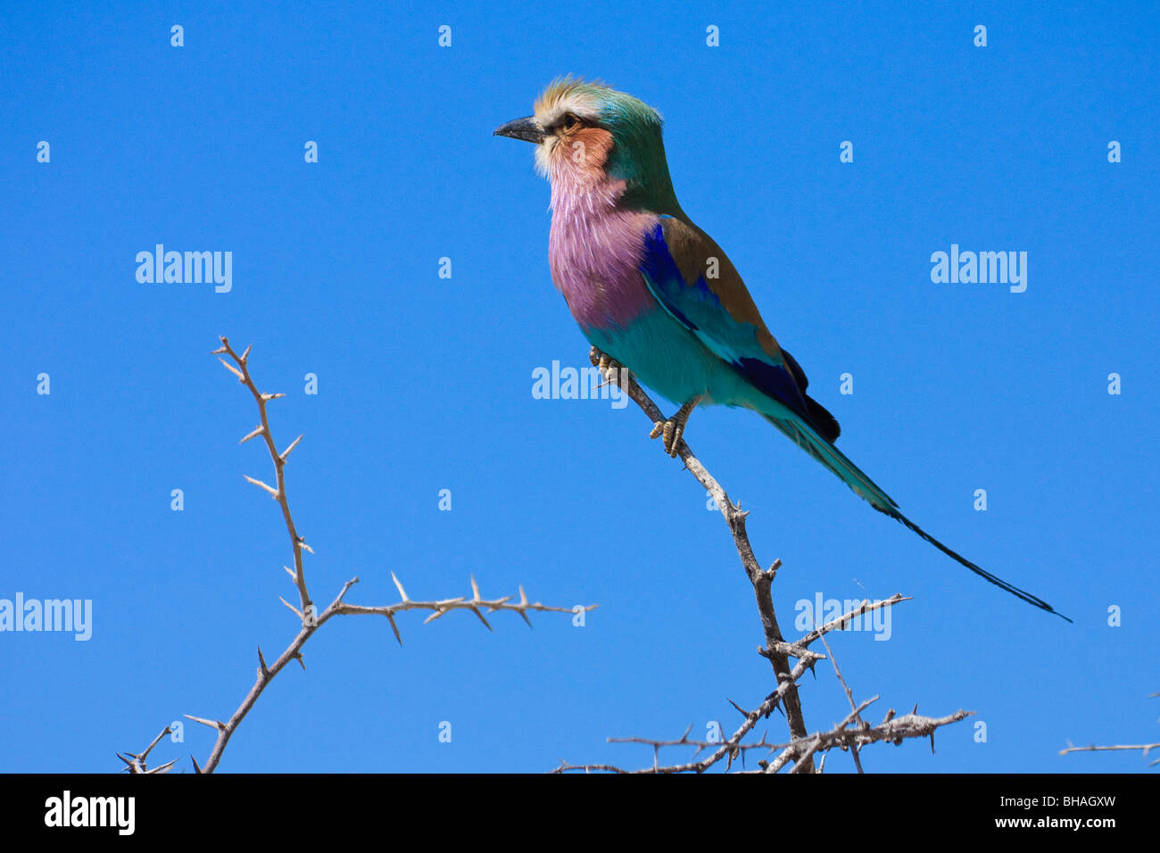 Etosha lilac breasted roller hi-res stock photography and images - Alamy