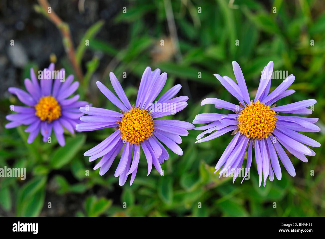 Alpine aster (Aster alpinus) in flower at alpine meadow in the Swiss Alps, Switzerland Stock ...