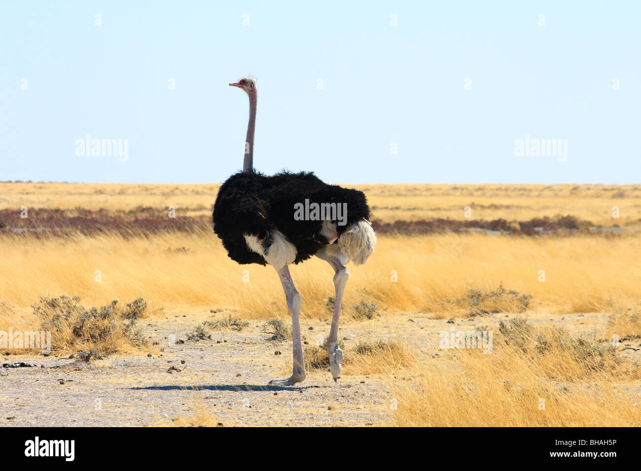 Birds of namibia hi-res stock photography and images - Alamy