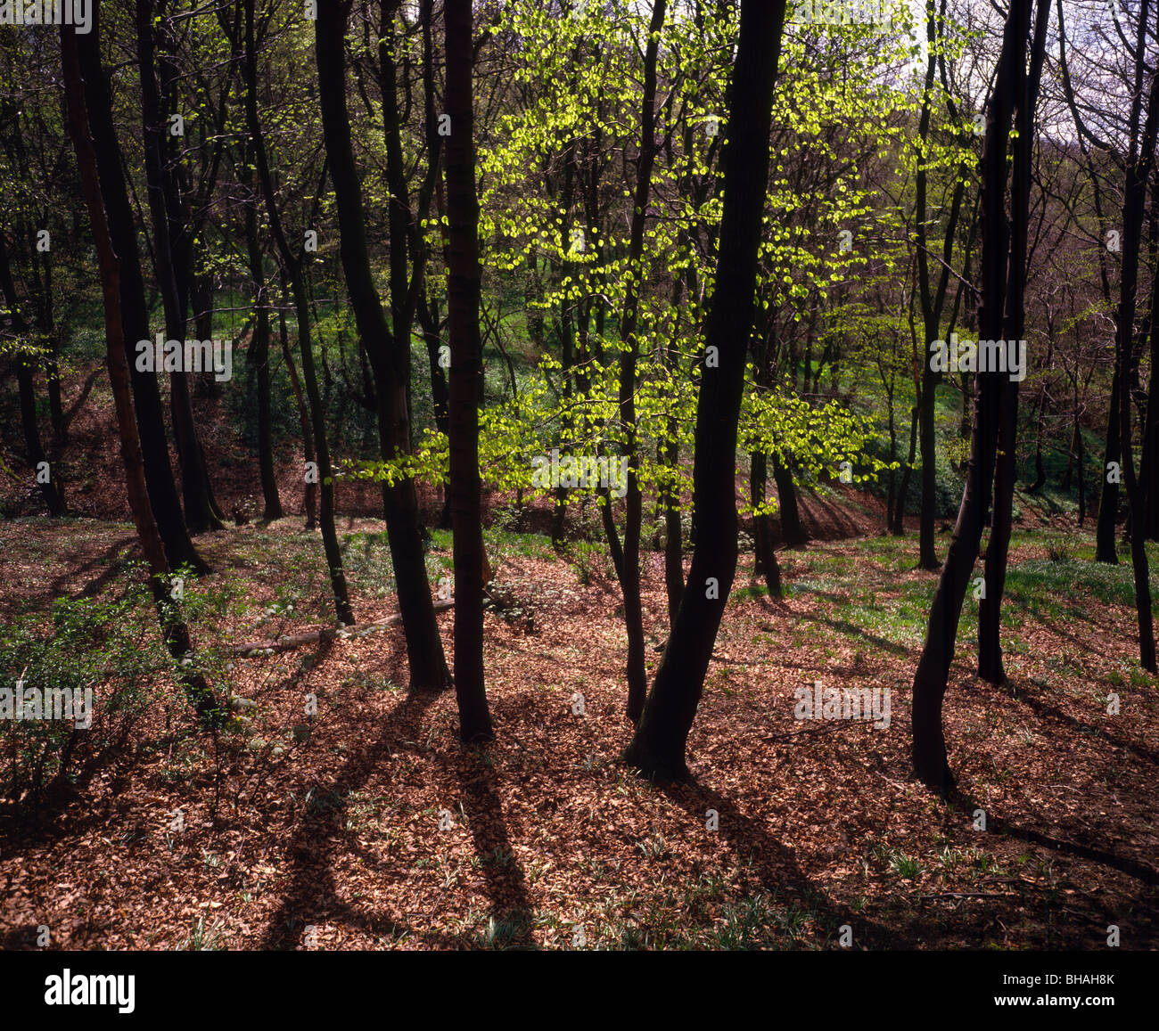 Beech woods at Wickersley in South Yorkshire - Listerdale Woods or the ...