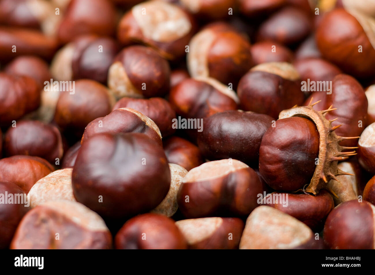 Brown still life with conkers hi-res stock photography and images - Alamy