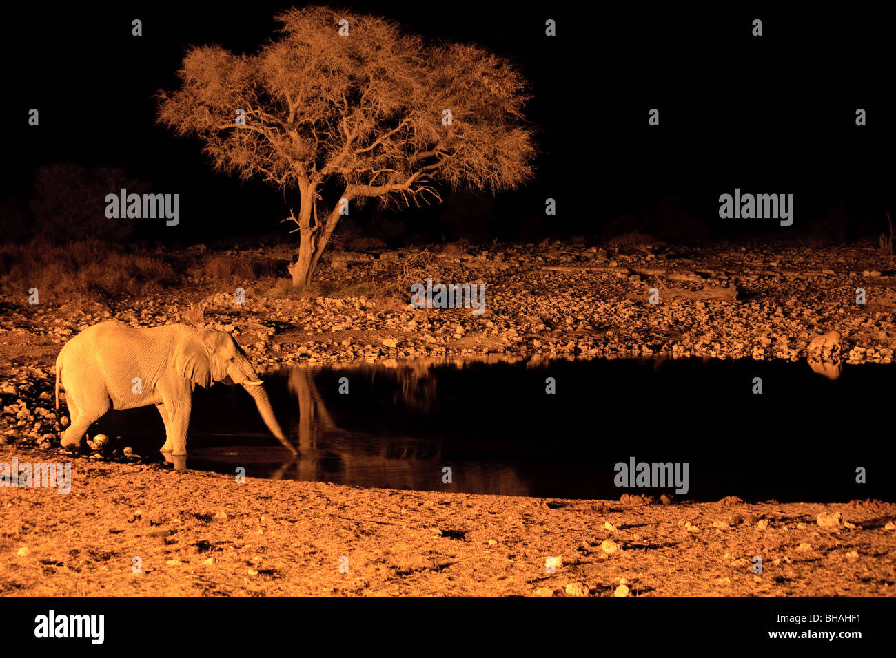 Night elephants hi-res stock photography and images - Alamy