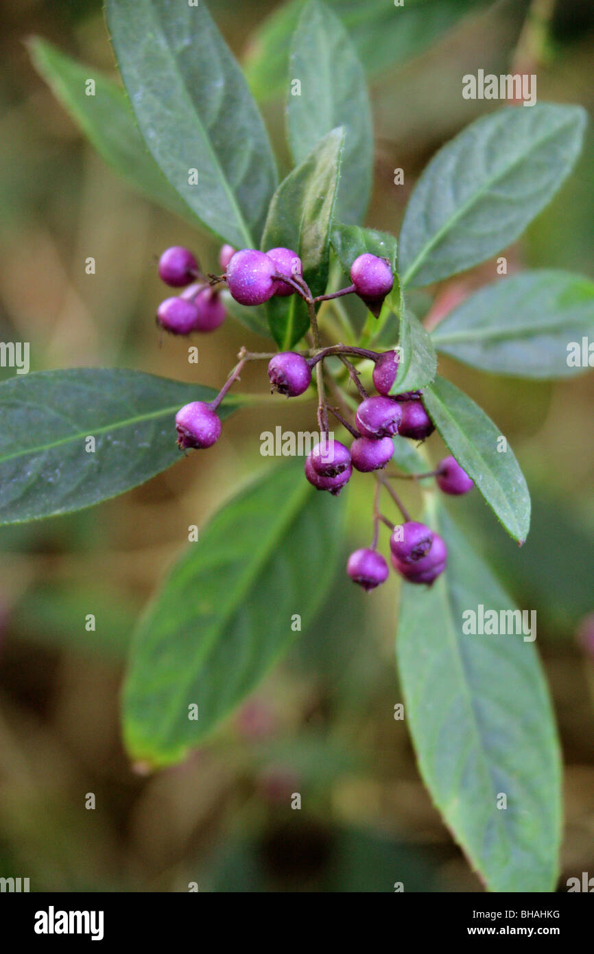 Evergreen Hydrangea Berries, Dichroa versicolor, Hydrangeaceae, China ...