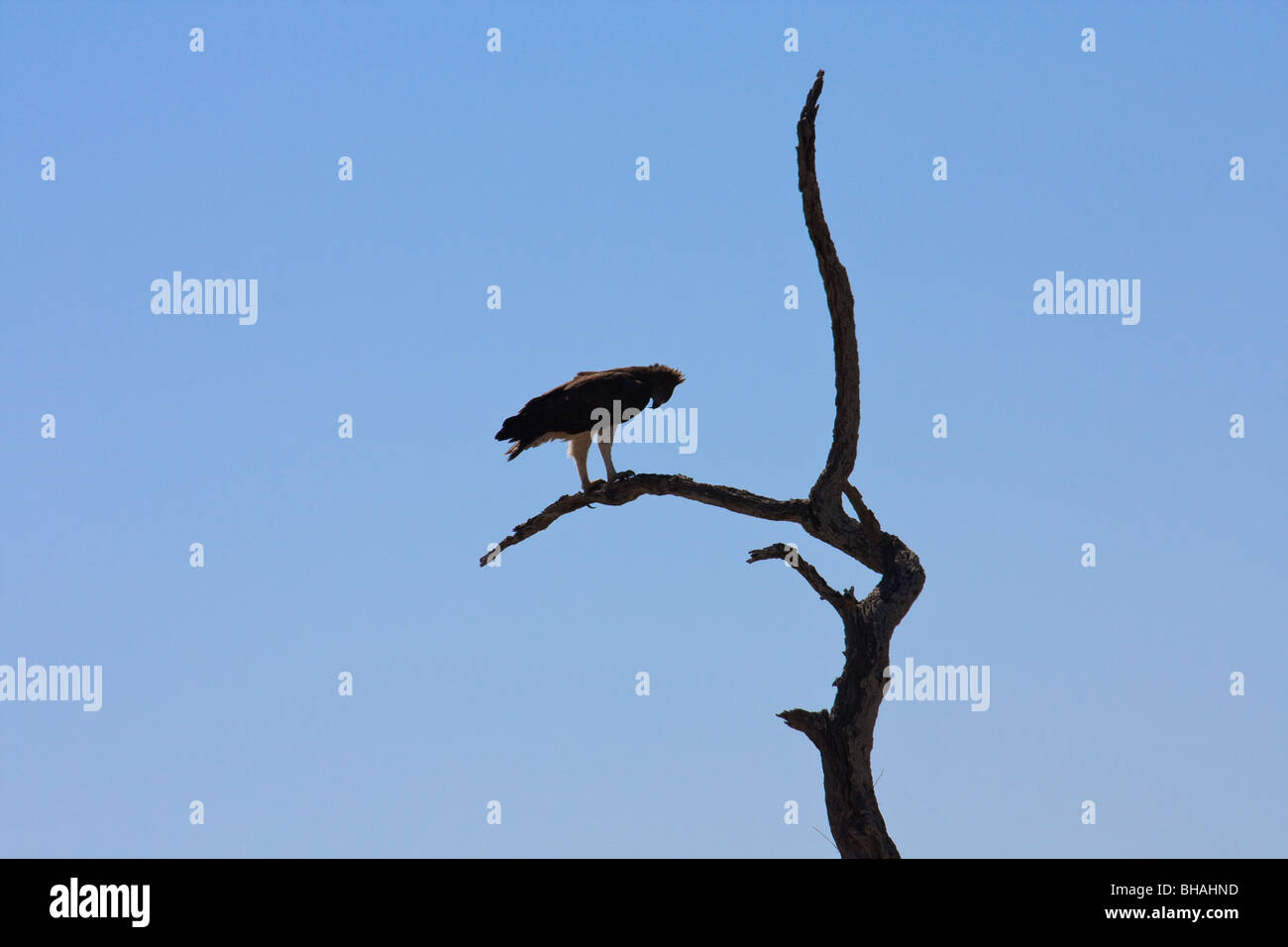 Raptors of southern africa hi-res stock photography and images - Alamy