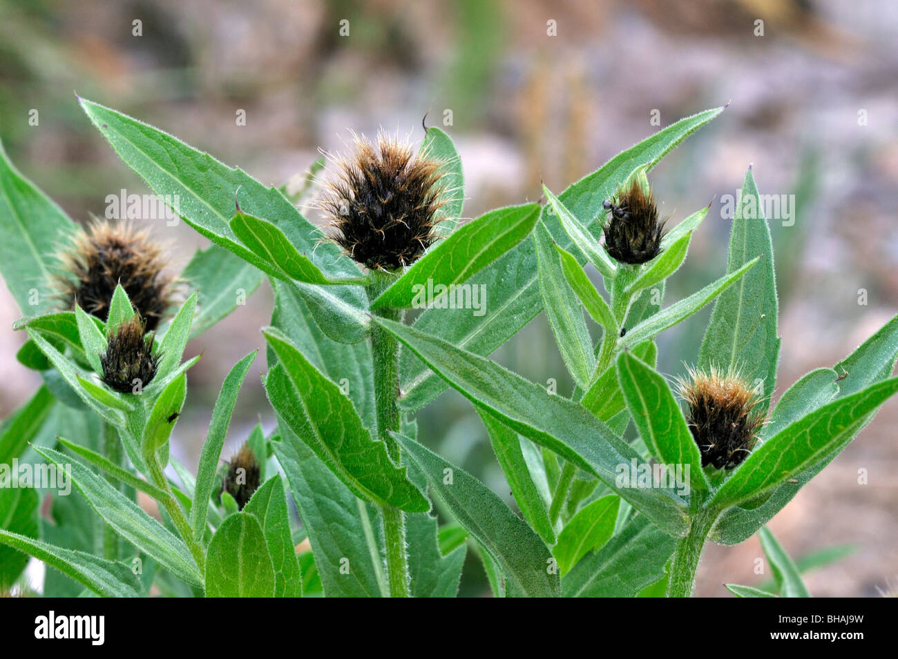 Black knapweed hi-res stock photography and images - Alamy