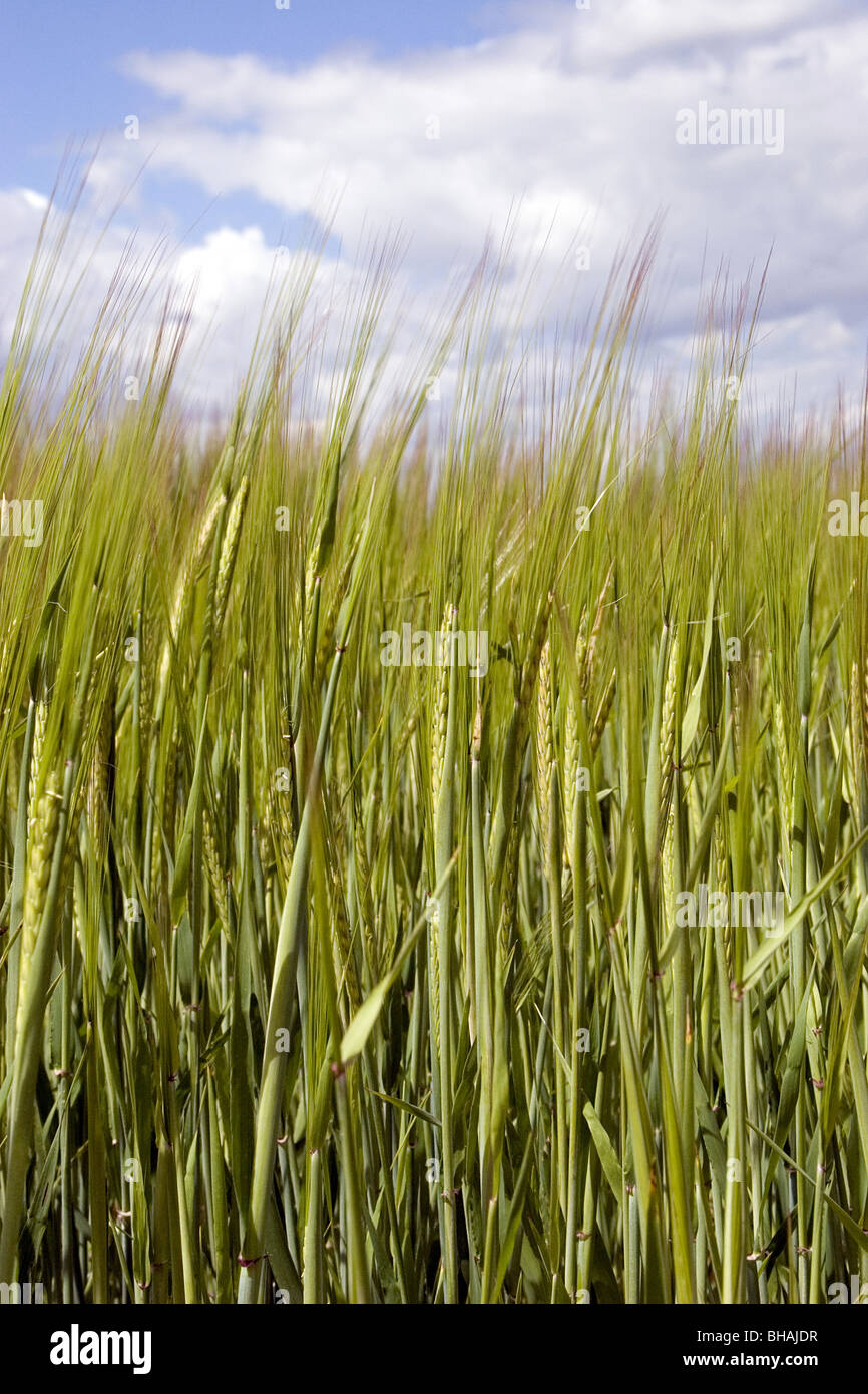 Maturing crop hi-res stock photography and images - Alamy