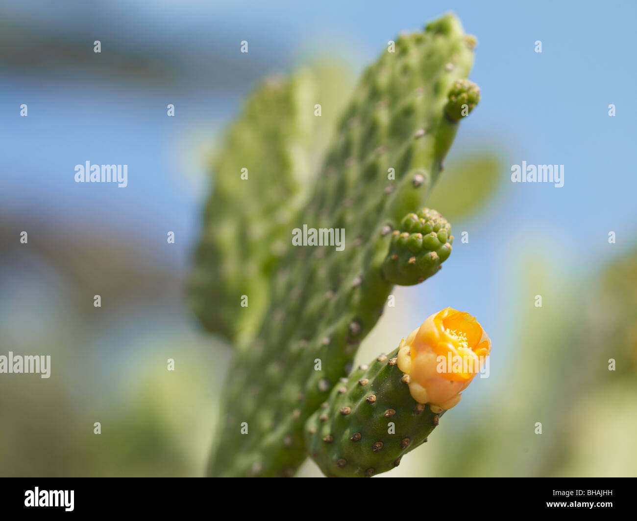 Yellow flowering cactus hi-res stock photography and images - Alamy