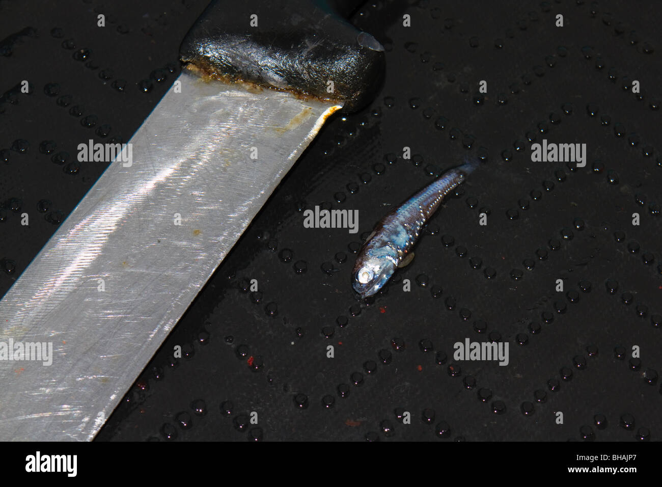 A Look at life (and death) in New Zealand: Tiny Lighthouse Fish ready ...