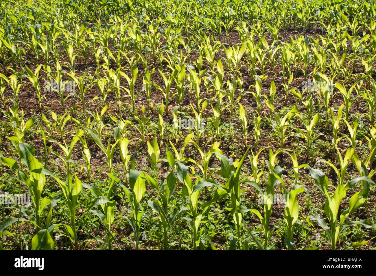 Nhenag361d hi-res stock photography and images - Alamy