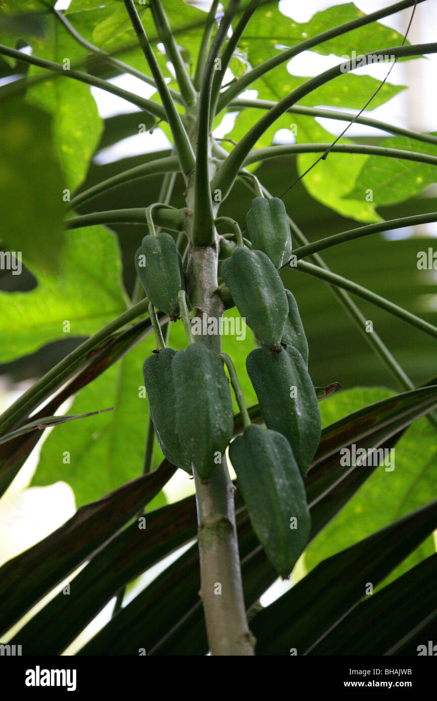 Caricaceae hi-res stock photography and images - Alamy