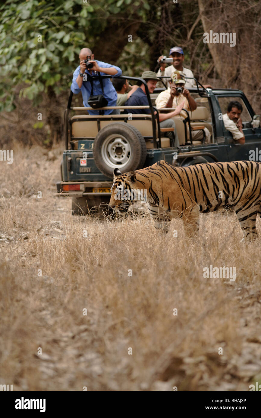 Foreigners and Indians Tourist photographing a male Tiger in the forest ...