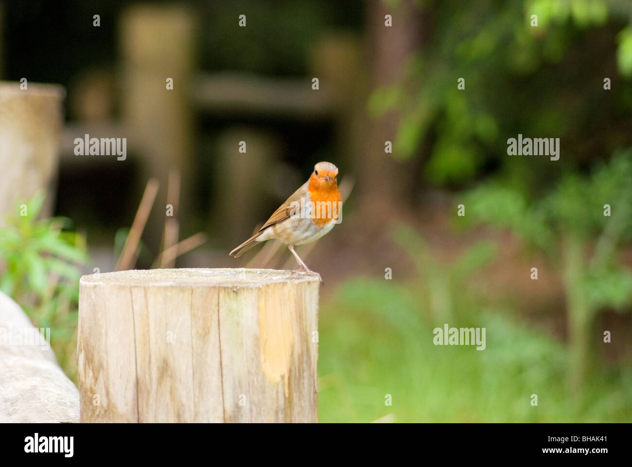 Robin wood hi-res stock photography and images - Alamy
