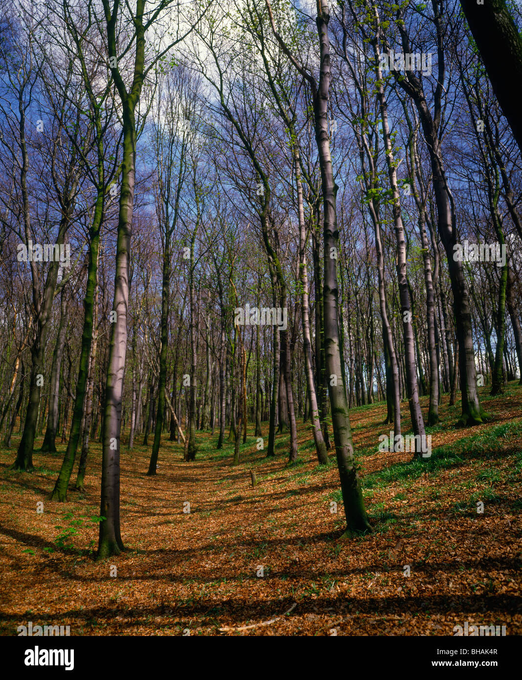 Wickersley hi-res stock photography and images - Alamy