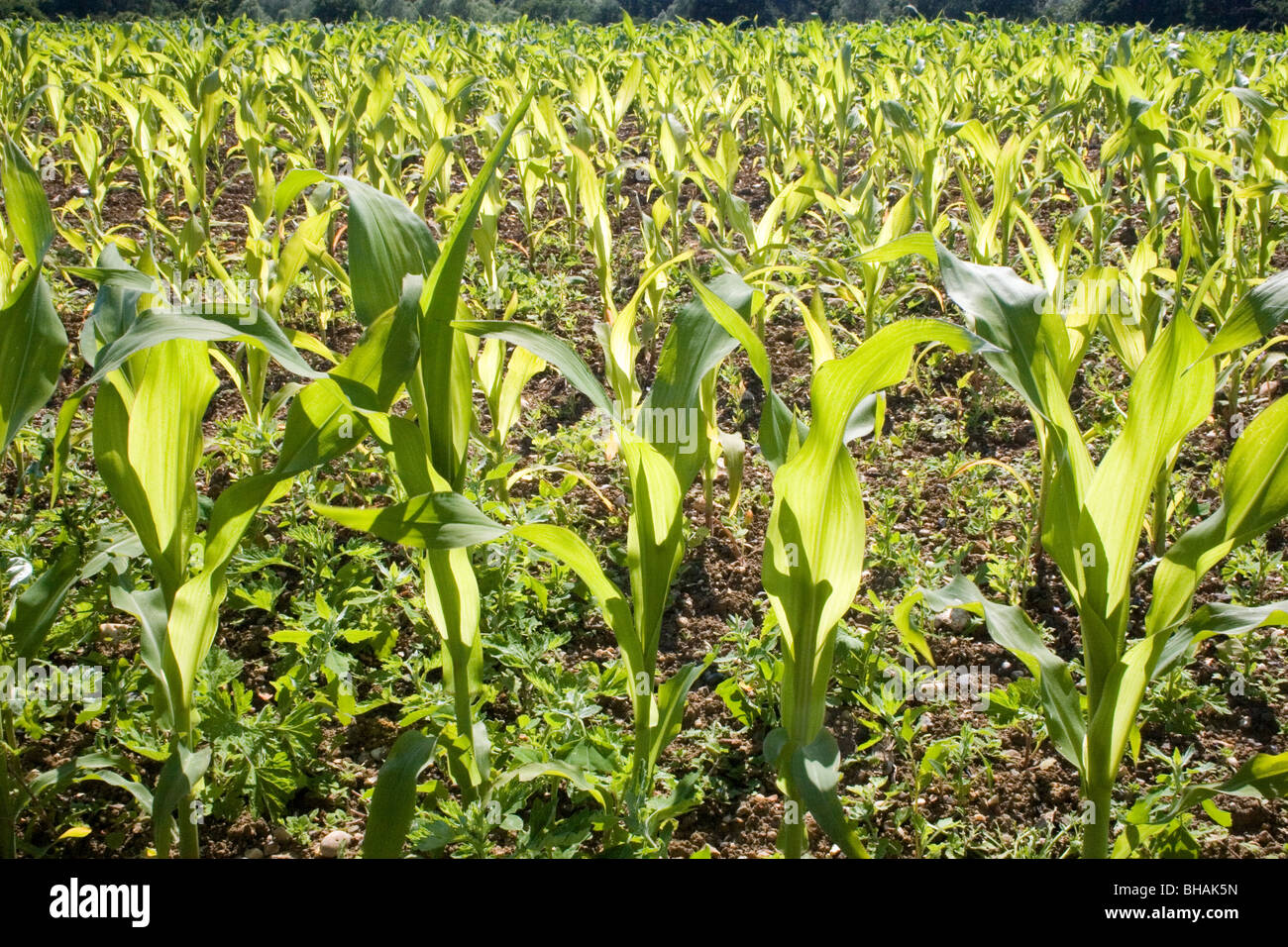 Zea maize fields hi-res stock photography and images - Alamy