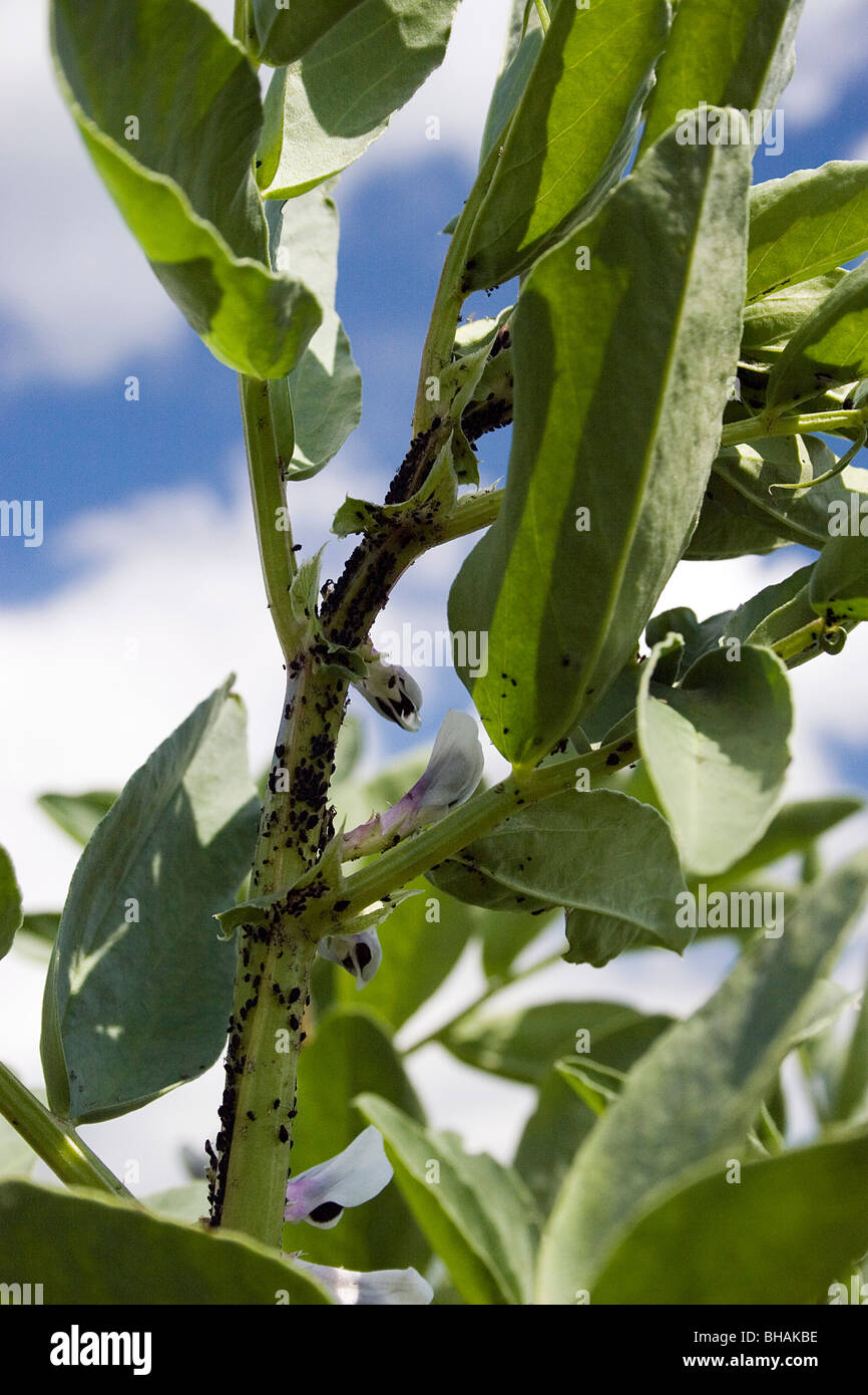 field beans being attacked by pests Stock Photo - Alamy