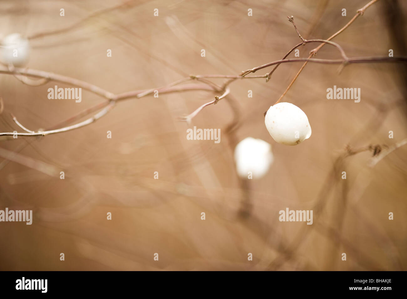Autumn plant details Stock Photo - Alamy