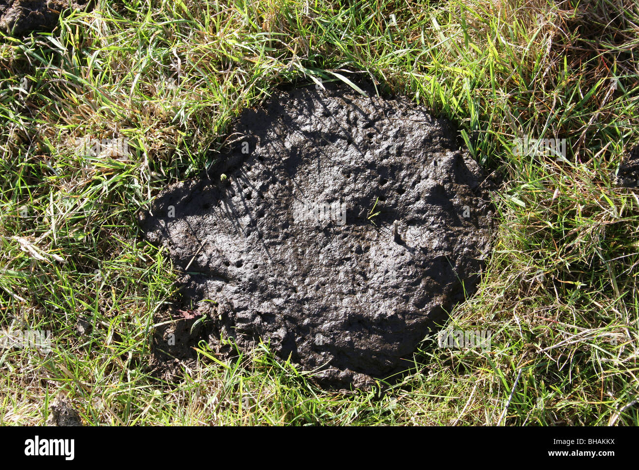 Cow Pat Poo Dung High Resolution Stock Photography and Images - Alamy