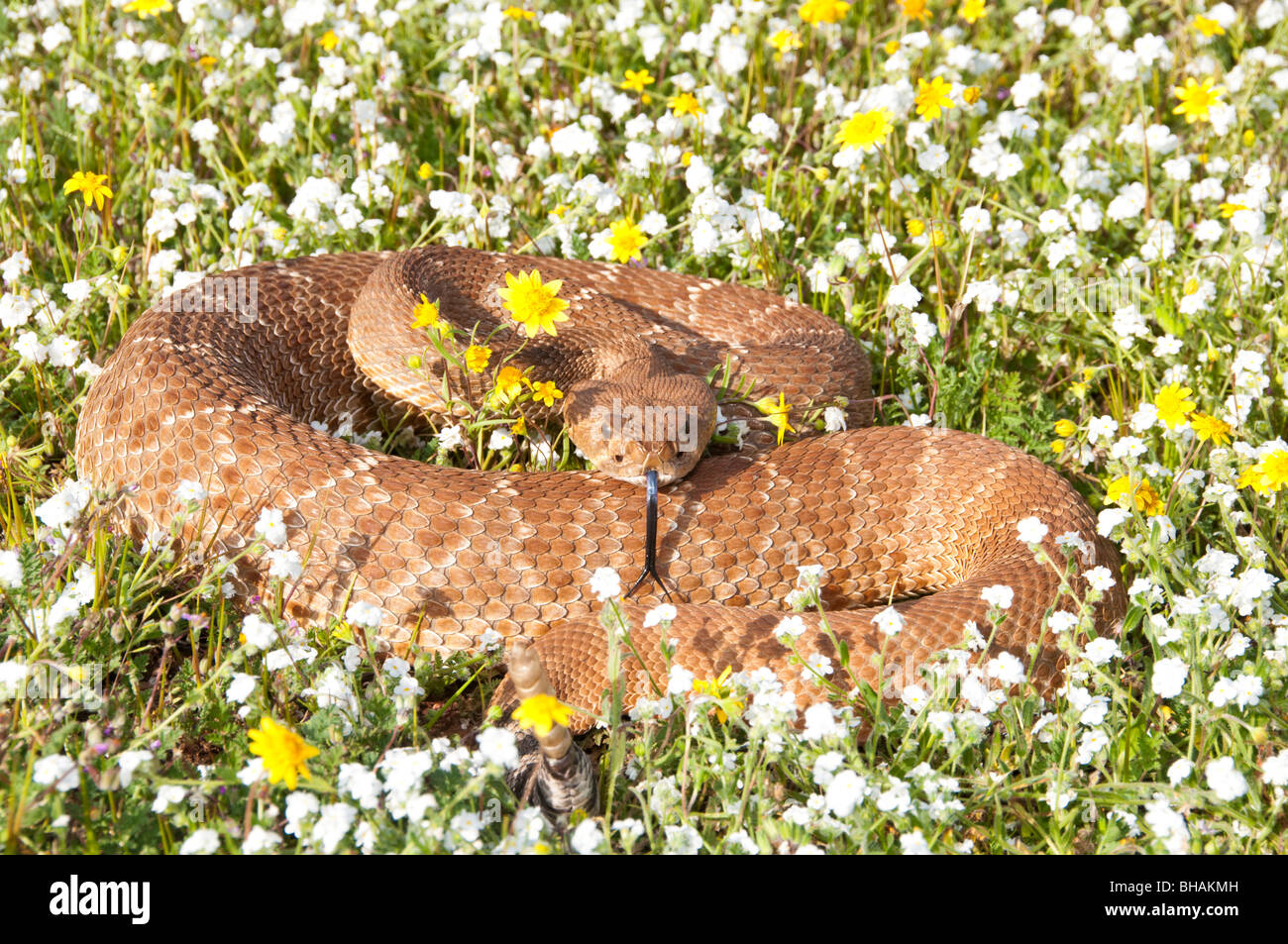 Red Diamond Snake High Resolution Stock Photography and Images - Alamy