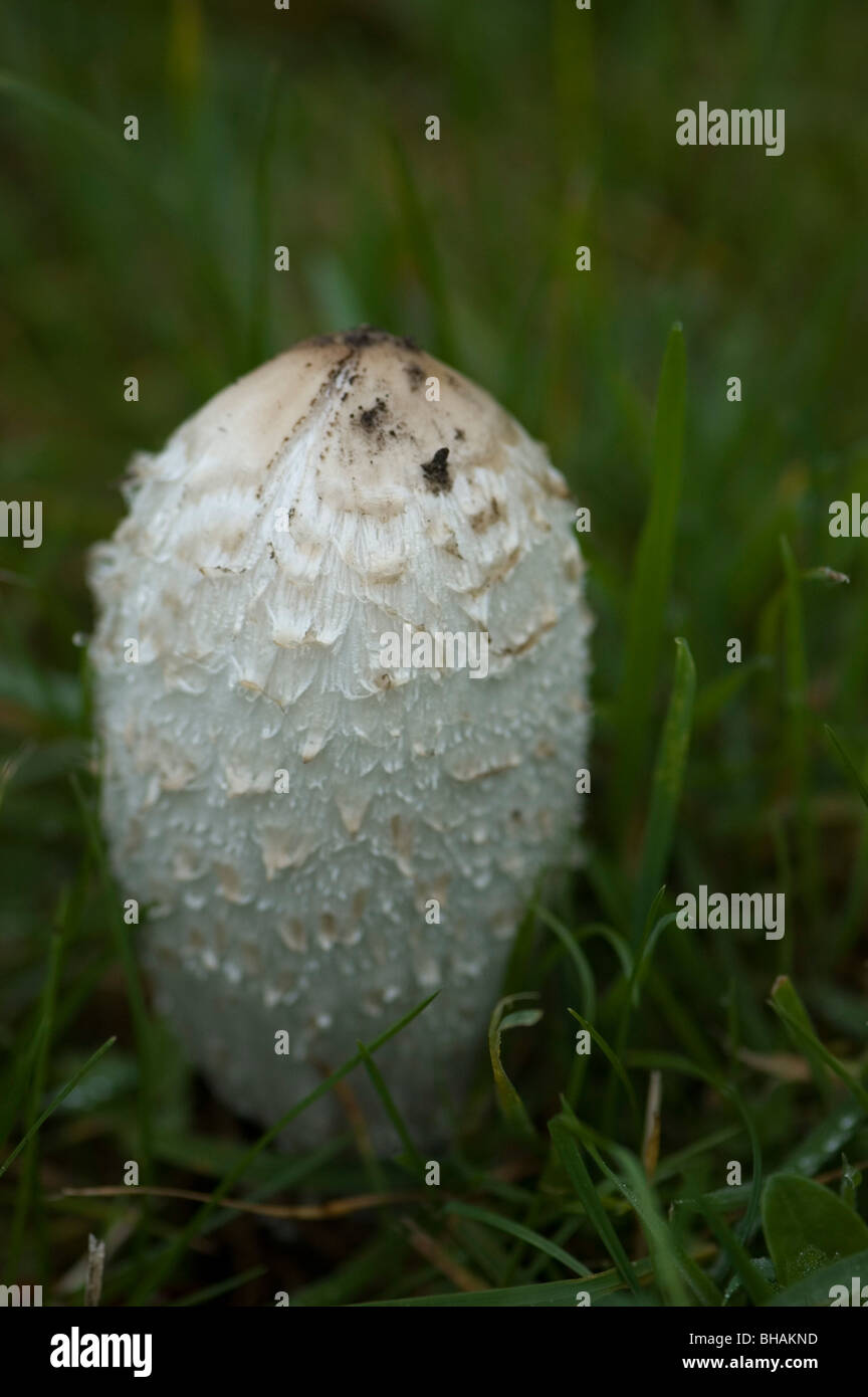 Autumn British Fungi Stock Photo - Alamy
