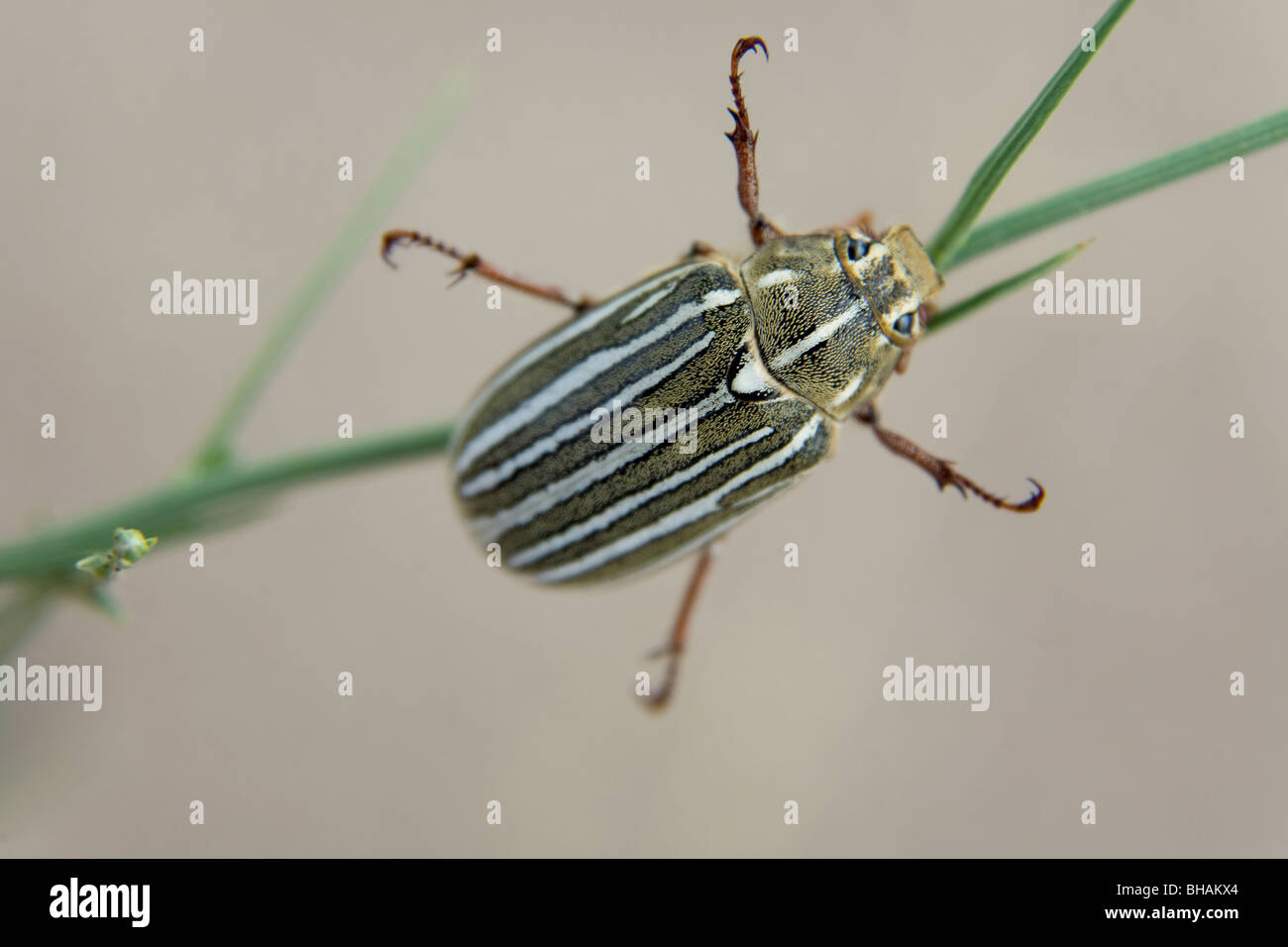 A ten-line June beetle in the dunes in Great Sand Dunes National Park ...