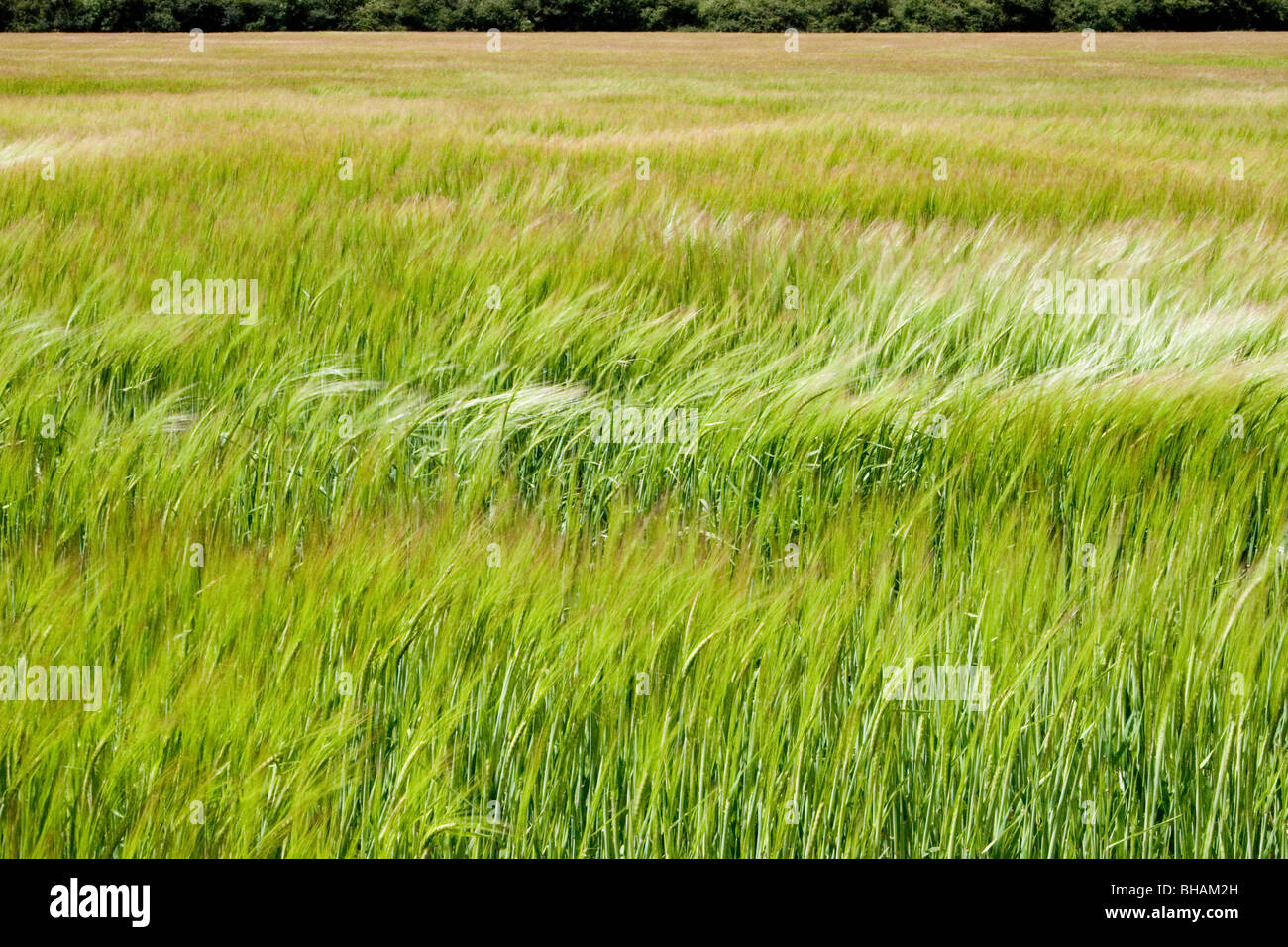 barley crop blowing in wind Stock Photo - Alamy