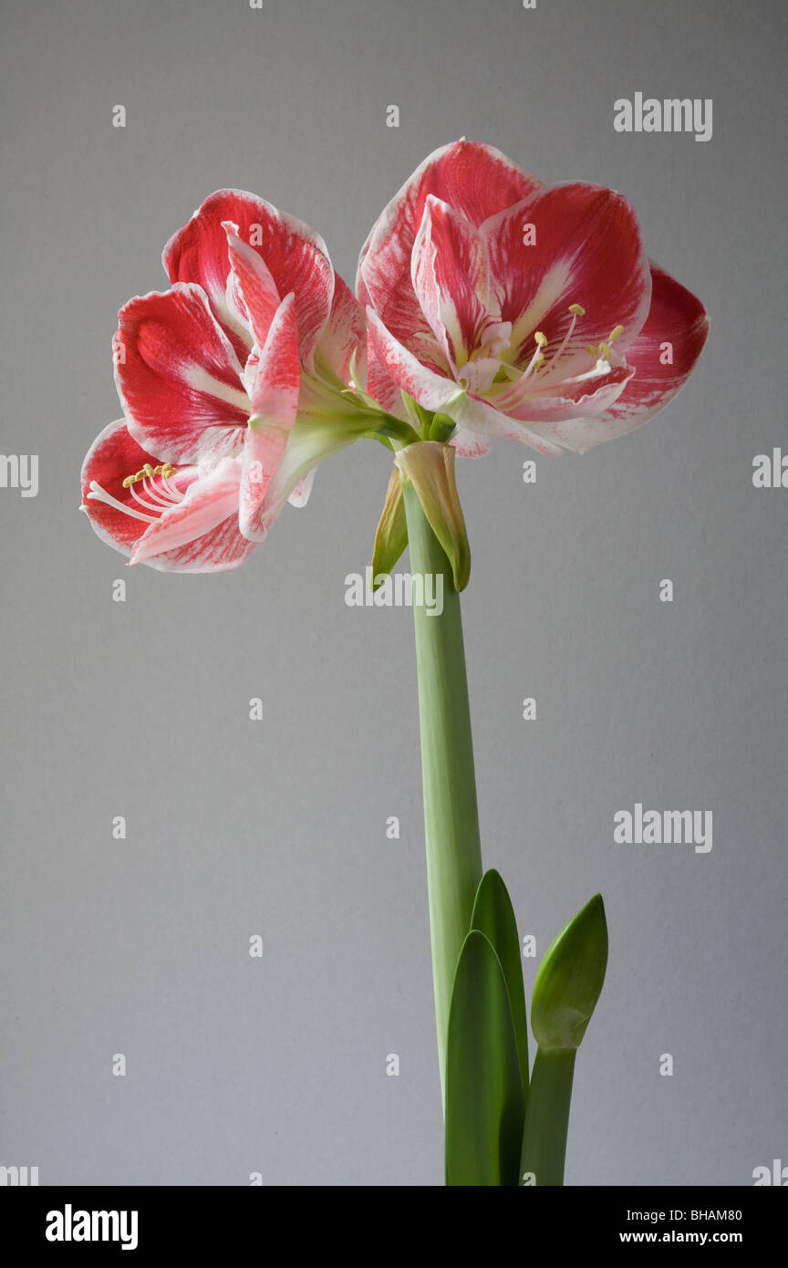 Hippeastrum (aka amaryllis Stock Photo - Alamy