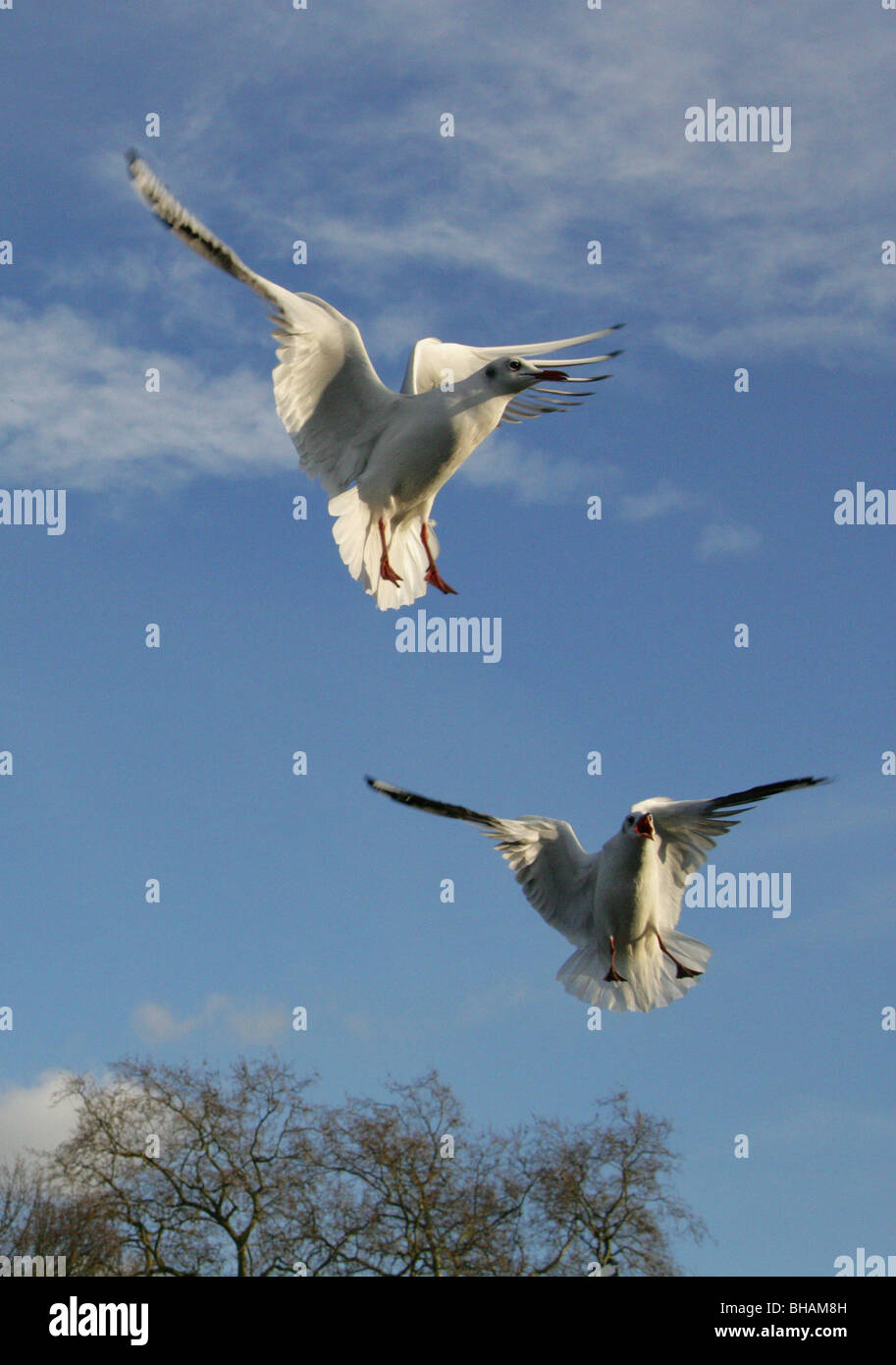 Two Black Headed Gulls in Flight, Chroicocephalus ridibundus (Larus ...