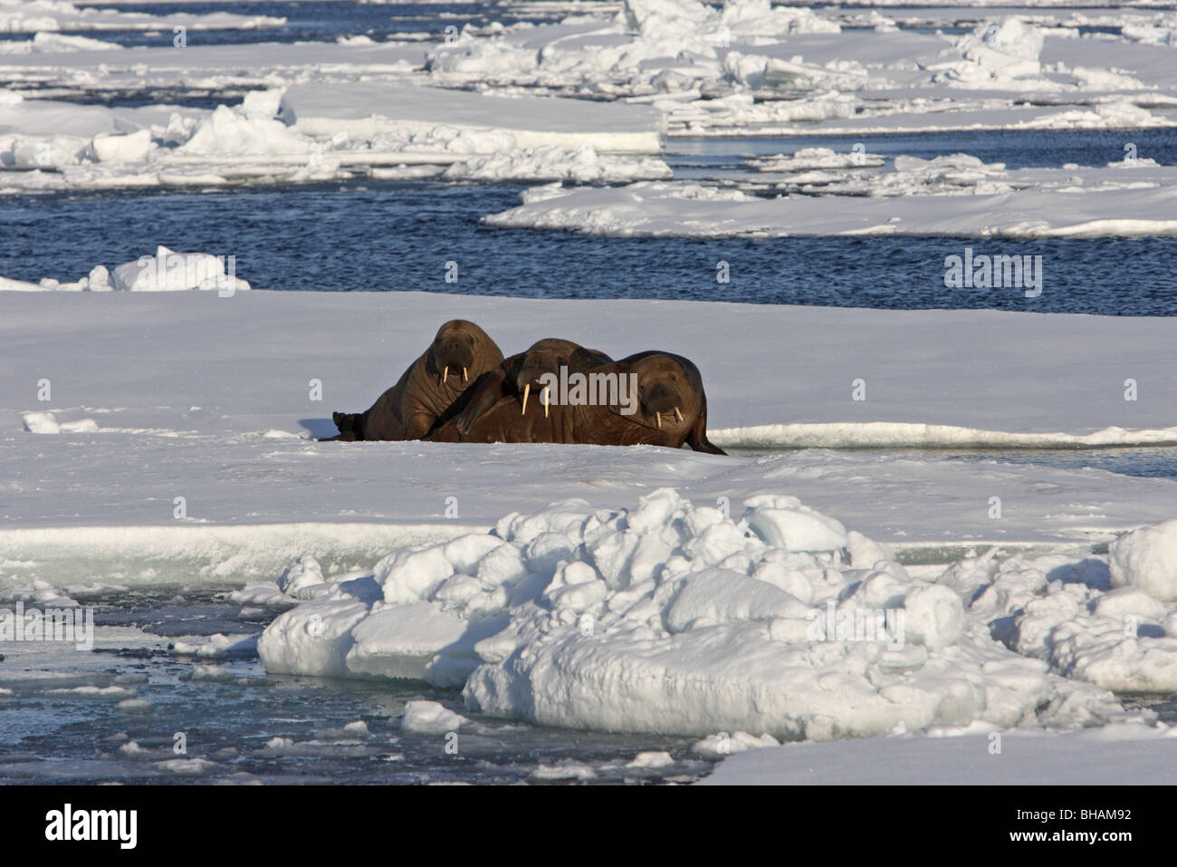 Four Walrus Odobenus rosmarus with eye contact lying on a snow covered ...