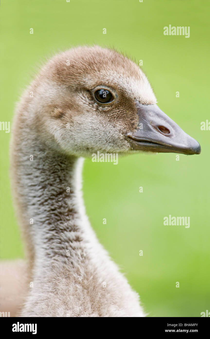 Hawaiian species hi-res stock photography and images - Alamy