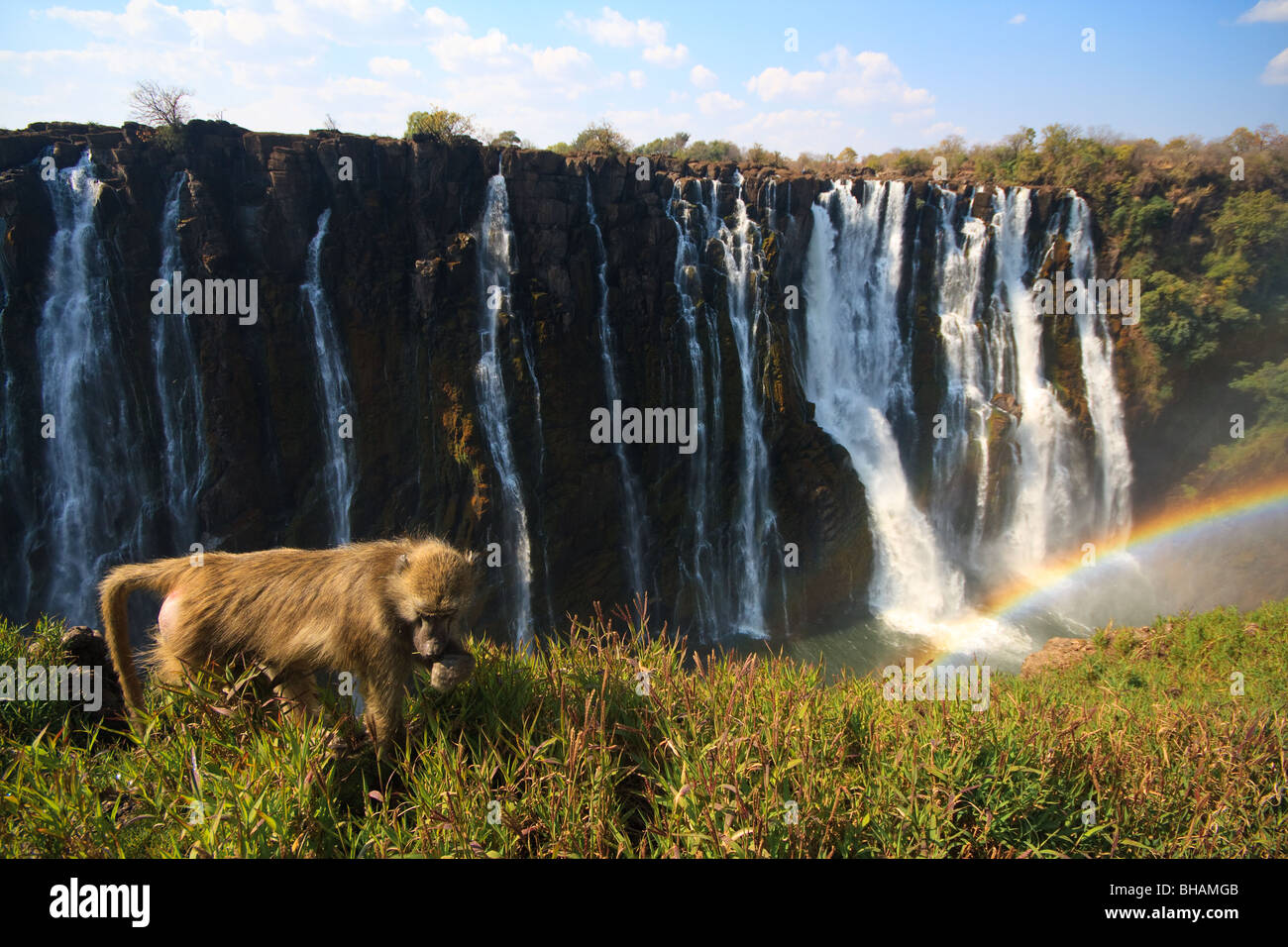 Africa Baboon Rainbow Victoria Falls Zambia Stock Photo - Alamy