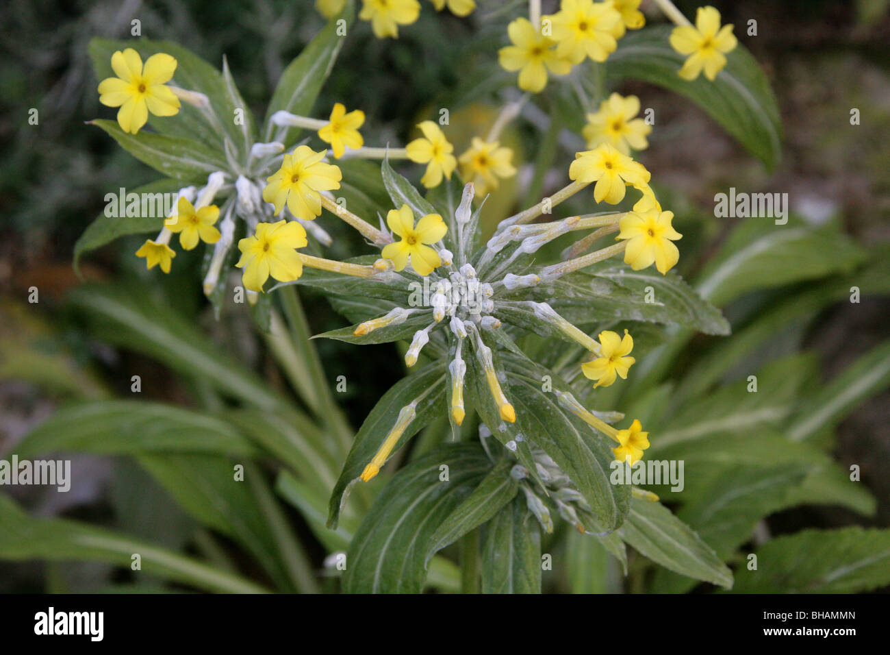 Middle east plants hi-res stock photography and images - Alamy