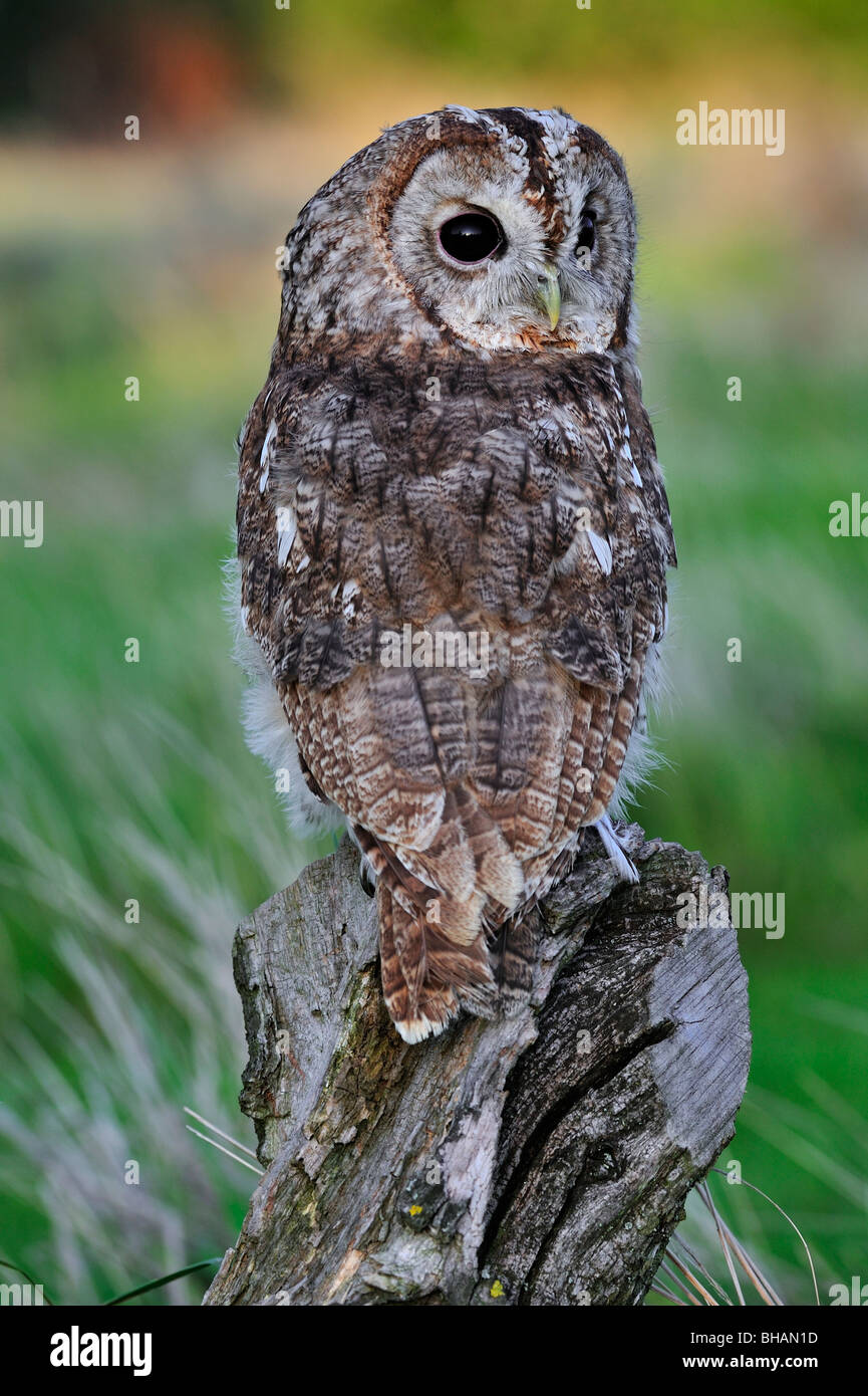 Tawny owl (Strix aluco) perched on tree stump in meadow at forest edge ...