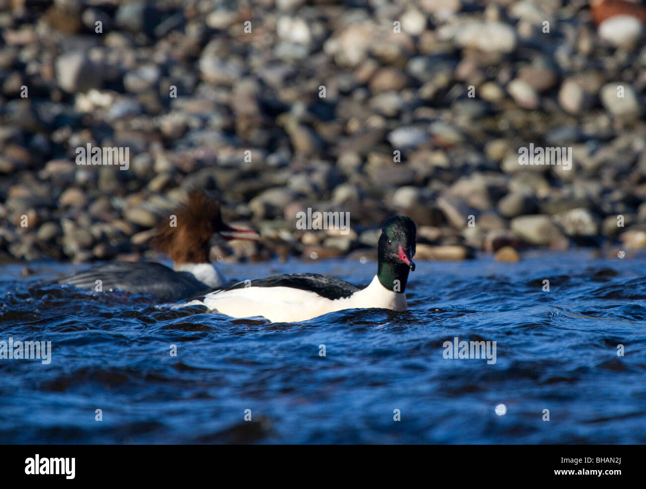 Goosanders scotland hi-res stock photography and images - Alamy