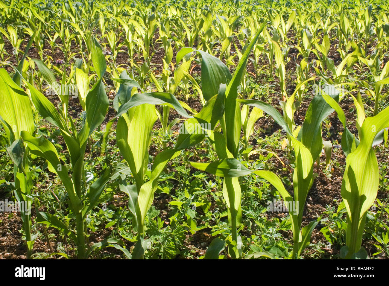 young maize crop Stock Photo - Alamy