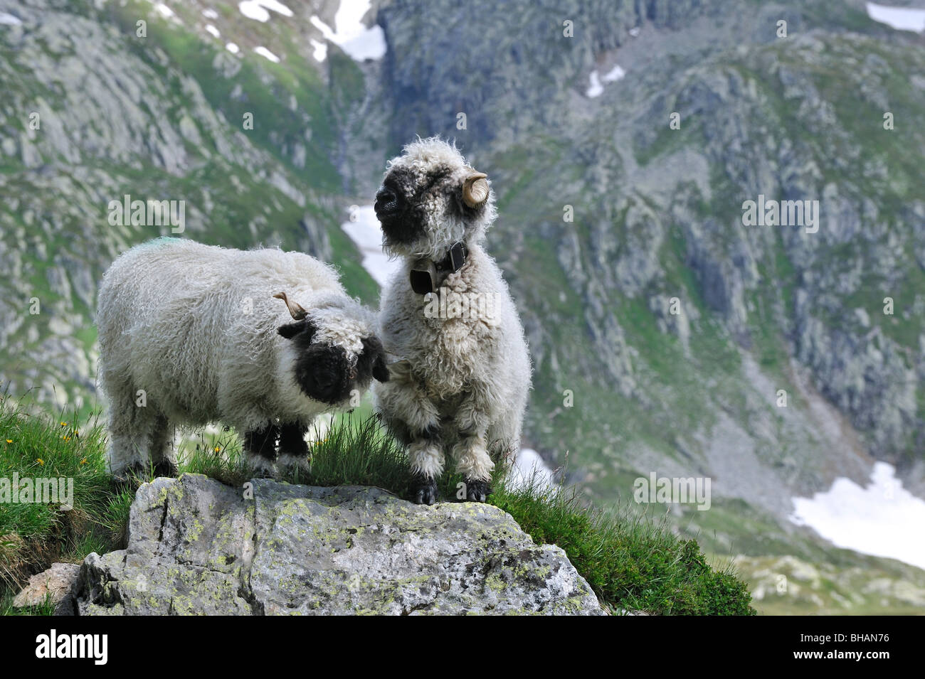 Two sheep at alps hi-res stock photography and images - Alamy