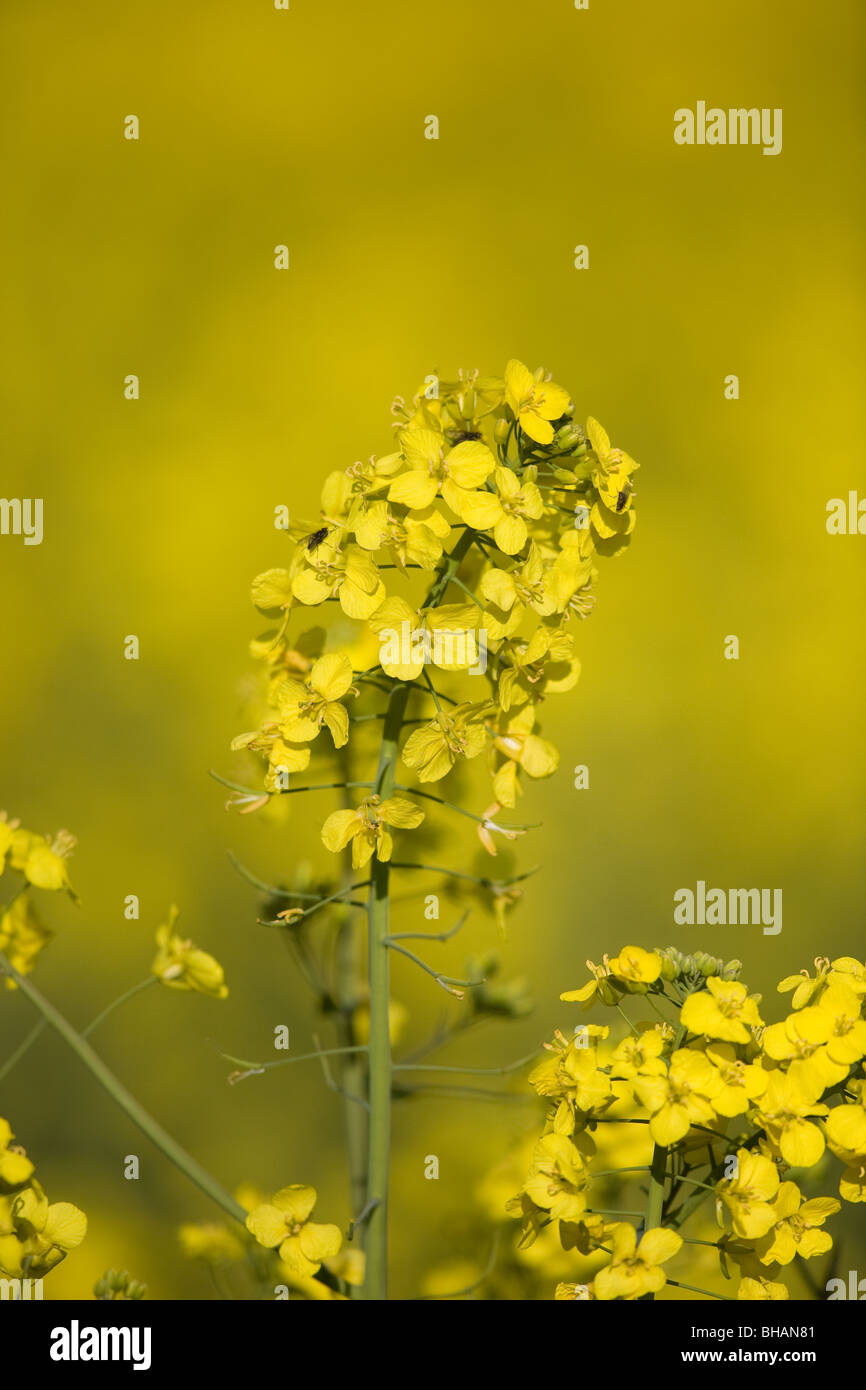 Oil seed rape in flower Stock Photo - Alamy