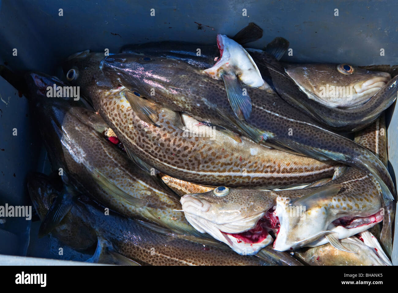 Newfoundland cod fishing hi-res stock photography and images - Alamy