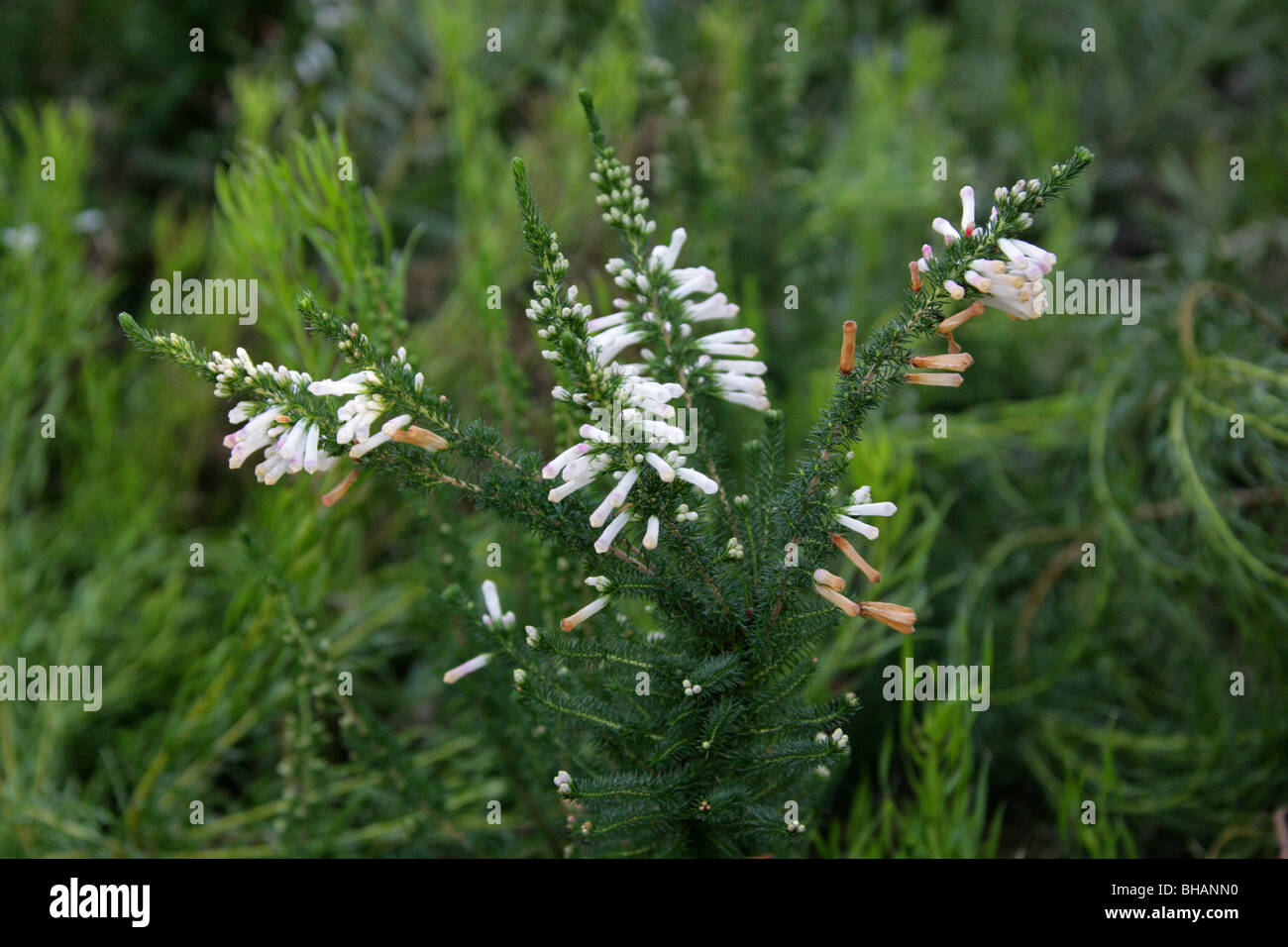 Heather, Erica colorans "White Delight", Ericaceae, South Africa Stock ...
