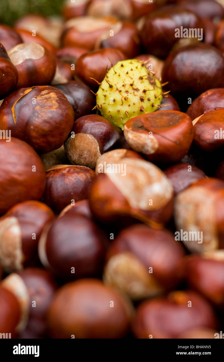 Conkers hi-res stock photography and images - Alamy