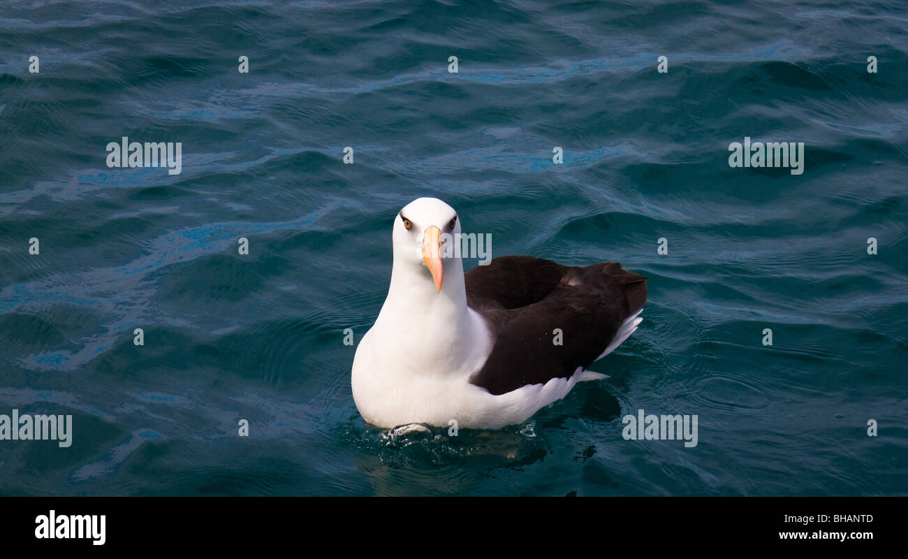 A Look at Life in New Zealand: Campbell Albatross (Thalassarche ...