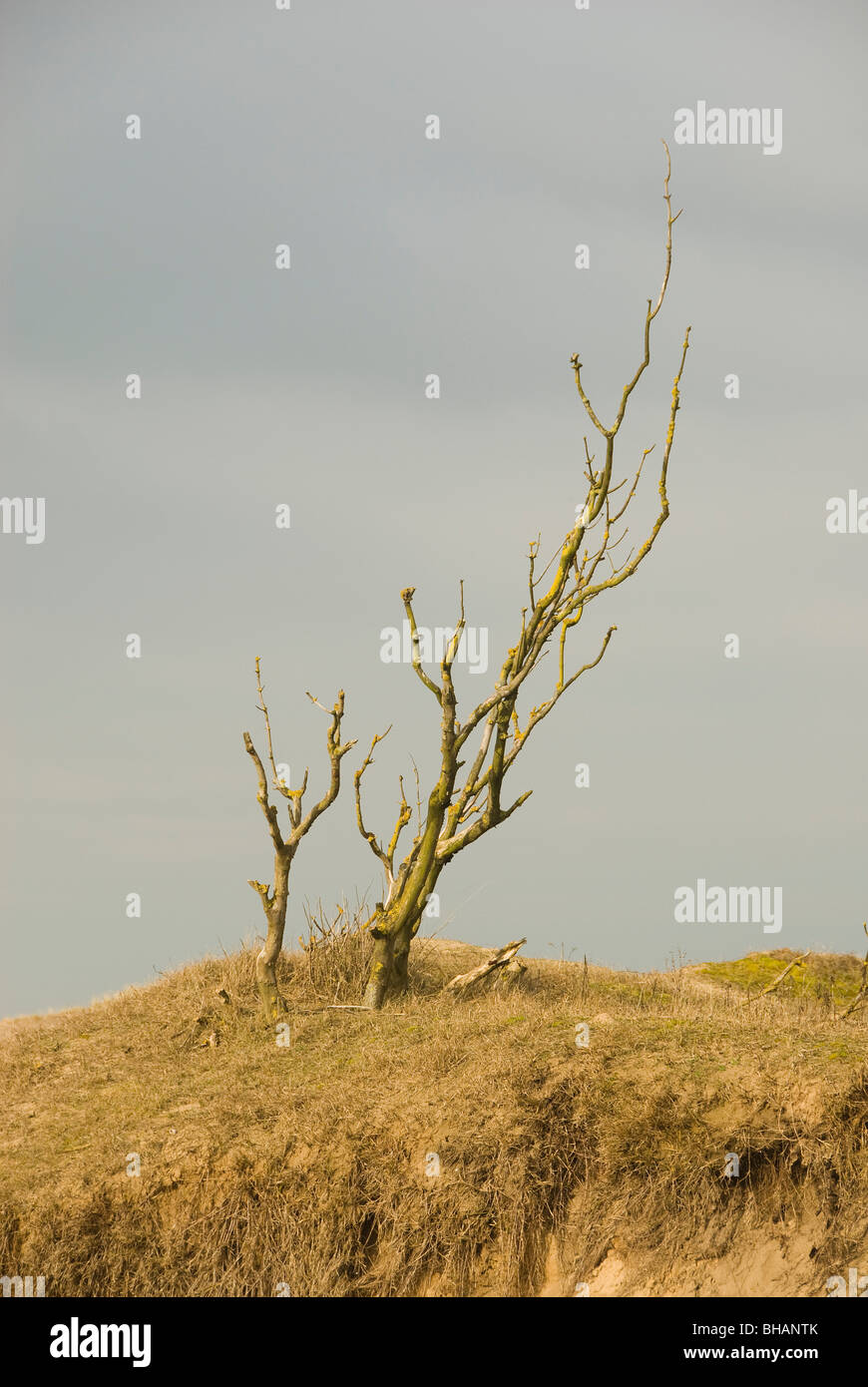 Dead tree in sand dunes Stock Photo - Alamy