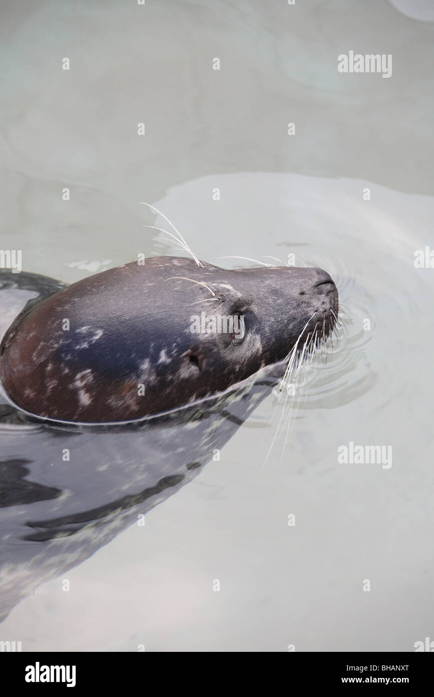 Blubber skin hi-res stock photography and images - Alamy
