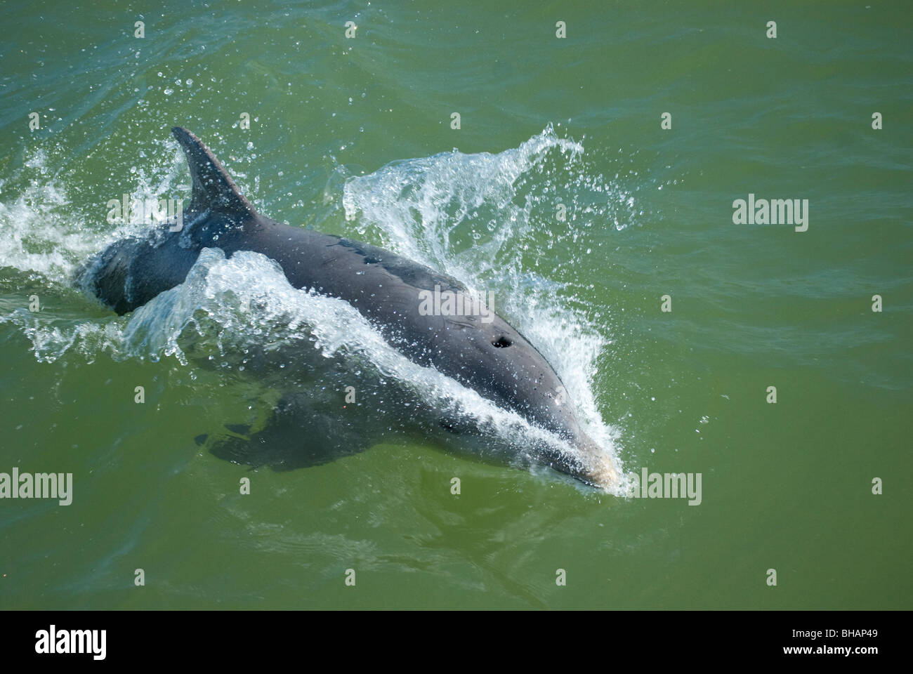 Bottlenose dolphin in the wild, Everglades National Park, Florida Stock ...