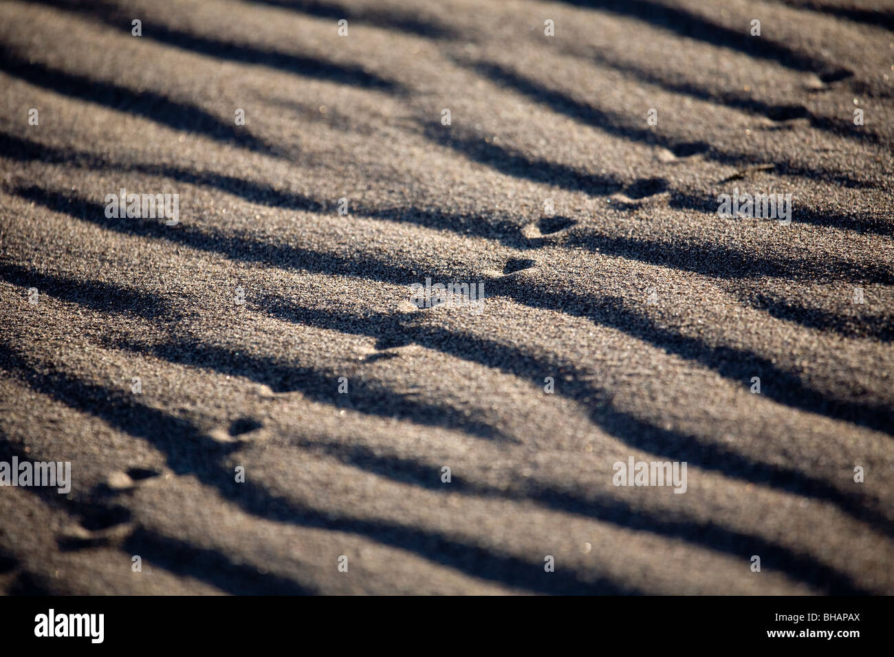 Rodent tracks in the dunes in Great Sand Dunes National Park and ...