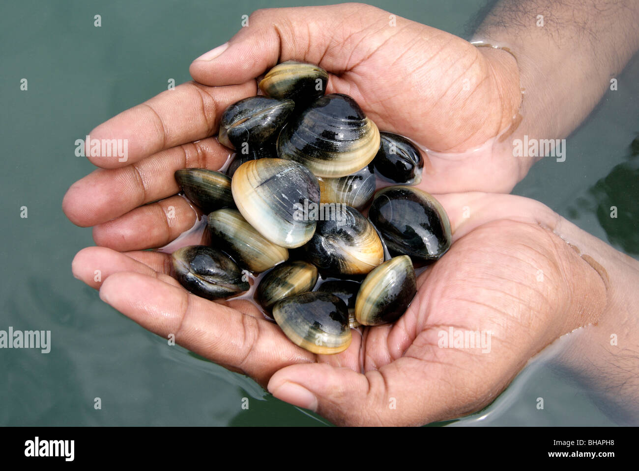 Freshly taken small sea shells (oyster) in hands Stock Photo - Alamy