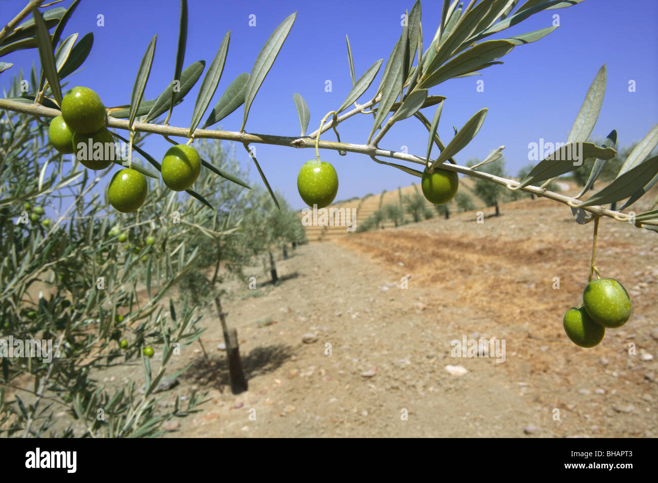 Beautiful green olive field macro detail over blue sky Stock Photo - Alamy
