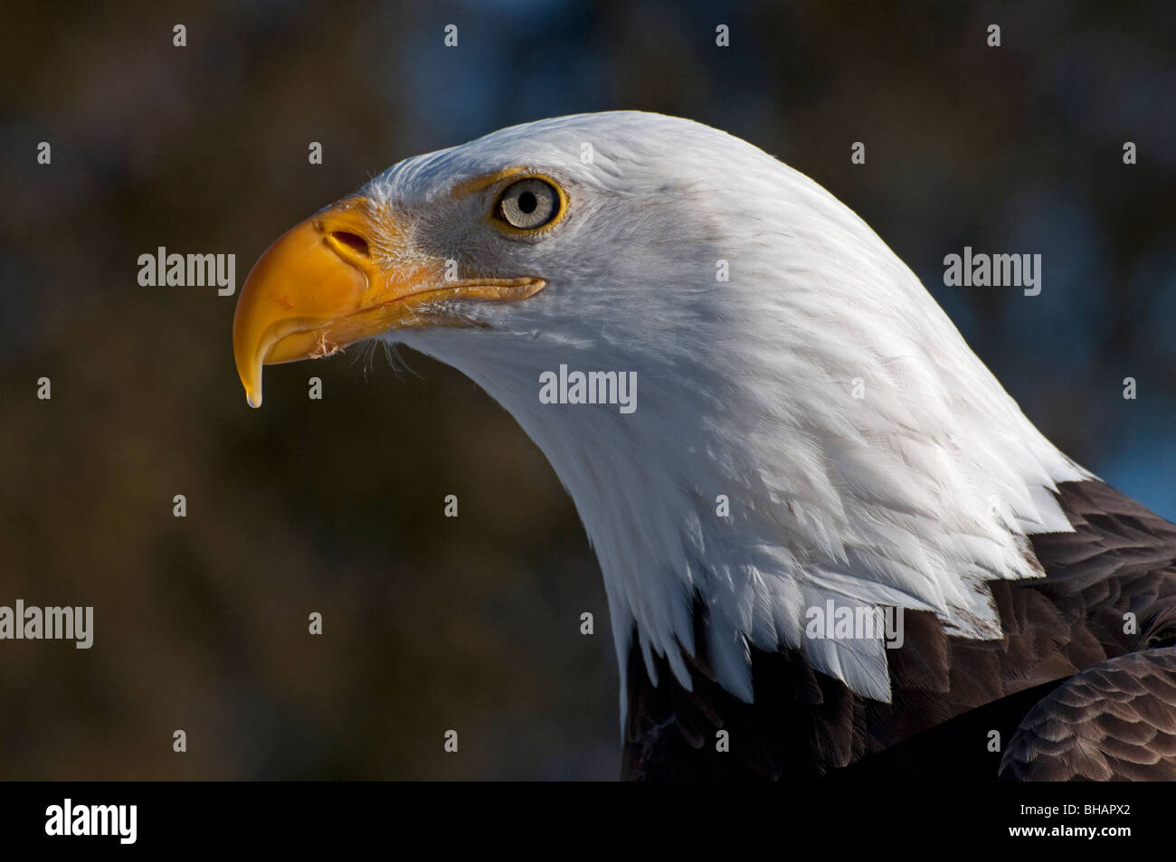 Close-up of a Bald Eagle Stock Photo - Alamy