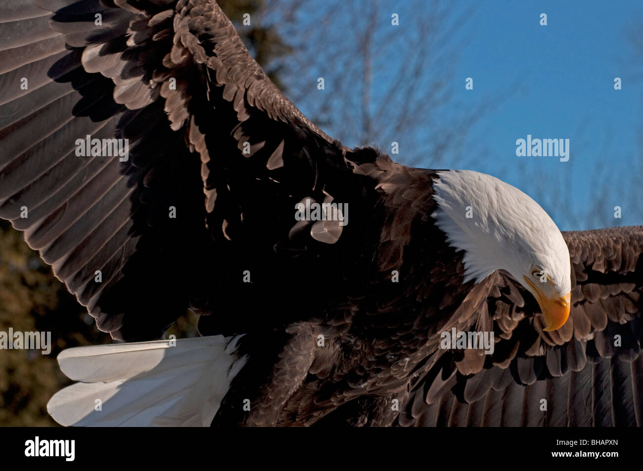 A Bald Eagle stretches its wings Stock Photo - Alamy