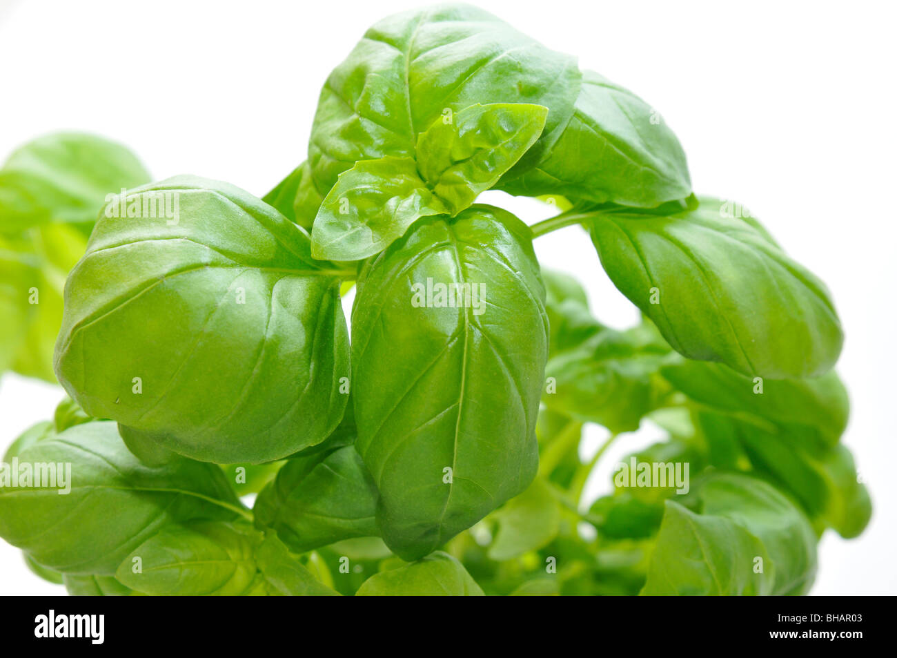 Fresh basil on white background Stock Photo - Alamy